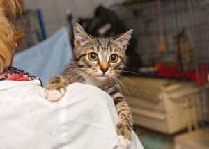 Why Autistic People Like Cats: The Connection Explored