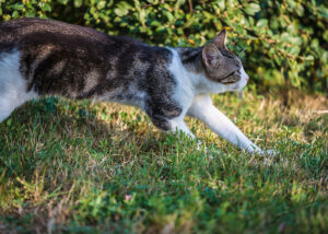 Can Cats Be Autistic? Understanding Feline Behavior