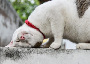 Can Cats Be Born Autistic? Feline Behavior Explained