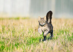 Can Cats Have ADHD? A Closer Look at Cat Behavior