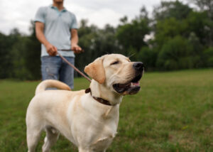 Can Dogs Be Autistic? The Ultimate Guide to Canine Autism