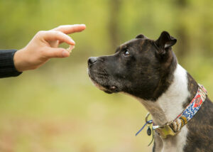 Can Dogs Be Autistic? The Ultimate Guide to Canine Autism